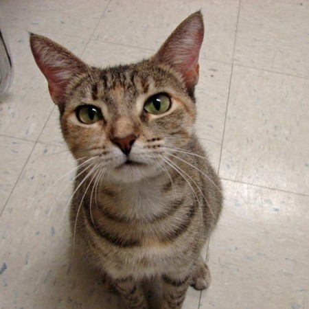 The Happy Beast | Lafayette Pet Store | Pet Food & Supplies