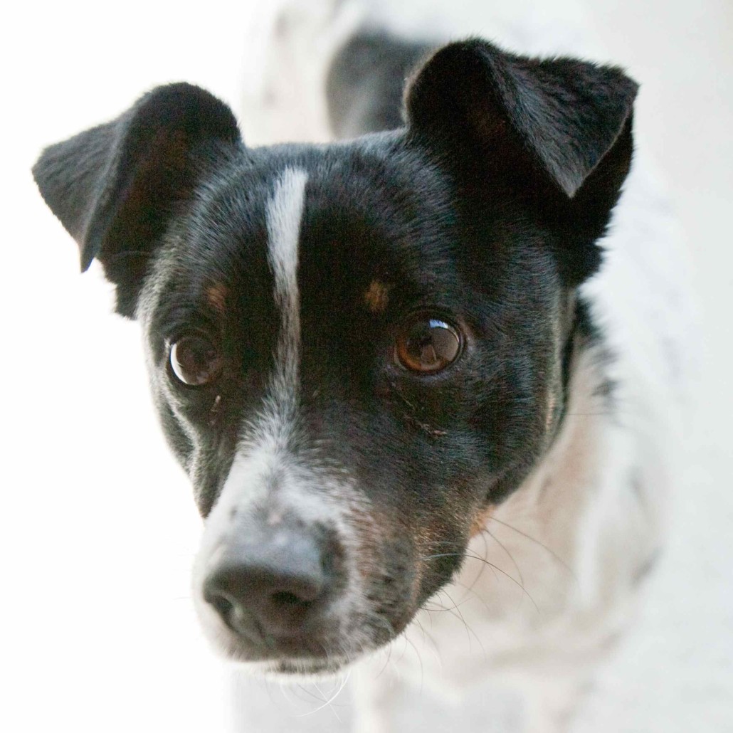 Our Team of Pet Nutrition Experts | The Happy Beast