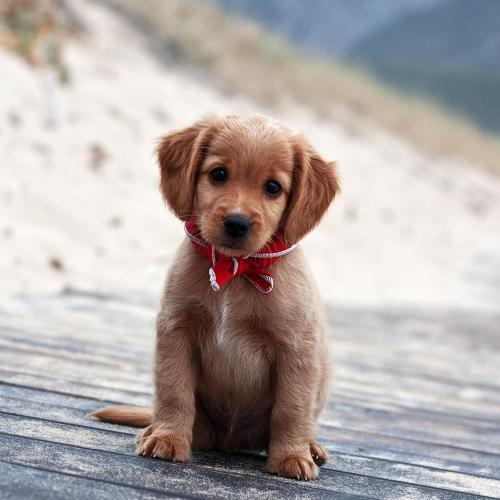 The Happy Beast | Lafayette Pet Store | Pet Food & Supplies