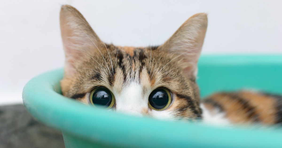 Retrain the Cat Brain: How to Eliminate Kibble | The Happy Beast