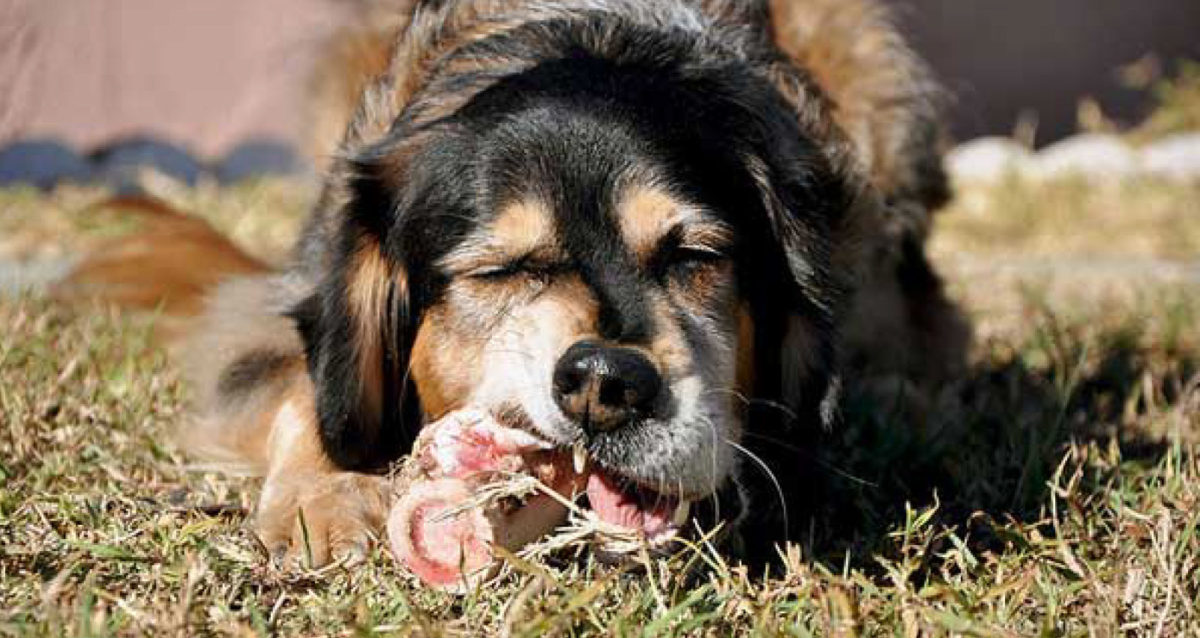 How To Choose the Right Bone for Your Dog or Cat | The Happy Beast