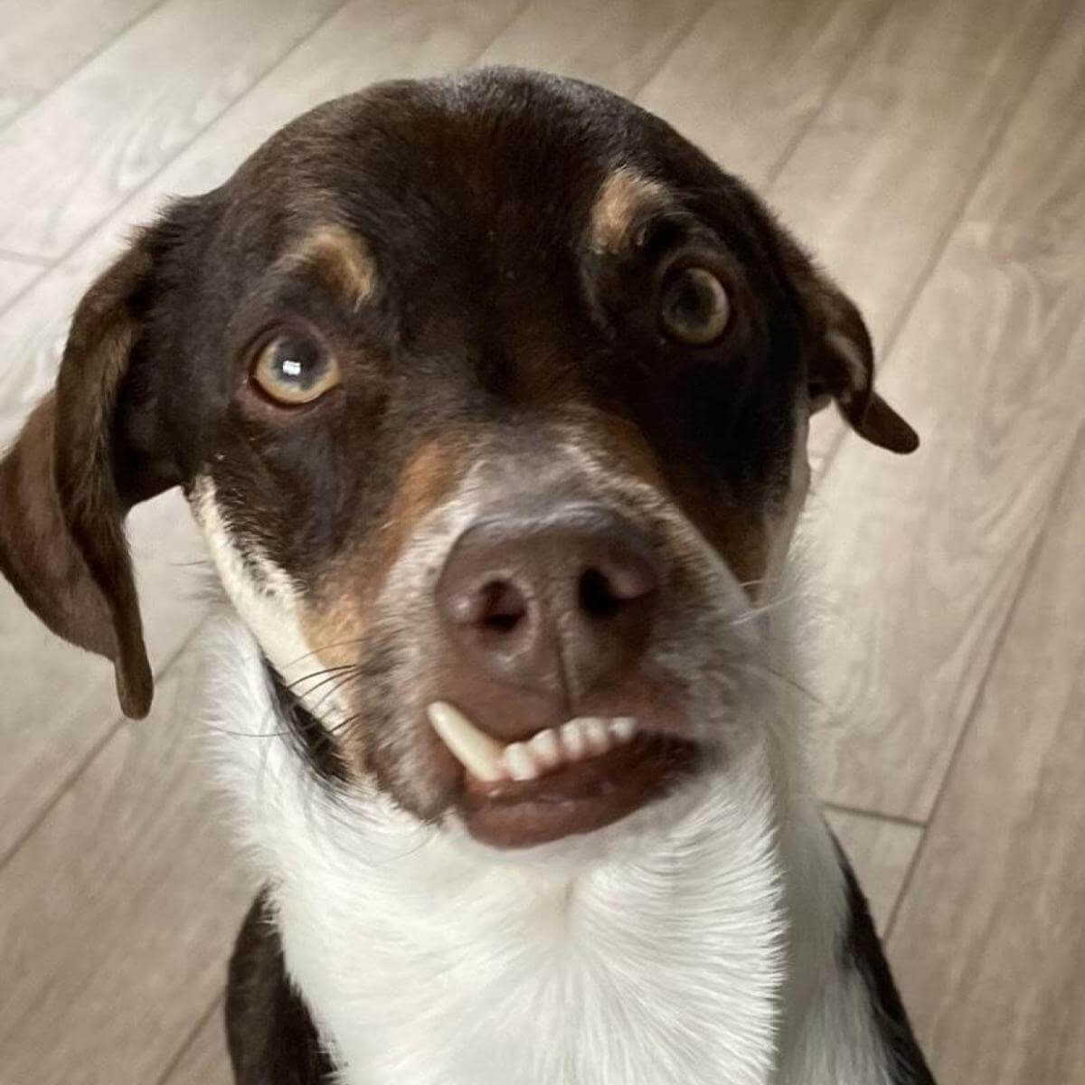 Our Team of Pet Nutrition Experts | The Happy Beast