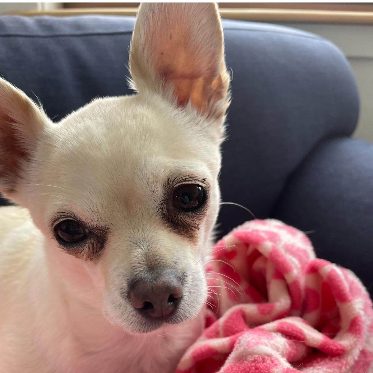 Our Team of Pet Nutrition Experts | The Happy Beast