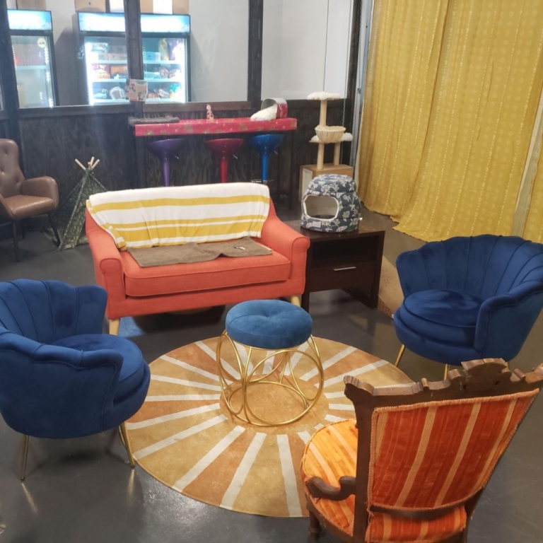 Cat Cafe in Lafayette, CO | The Happy Beast