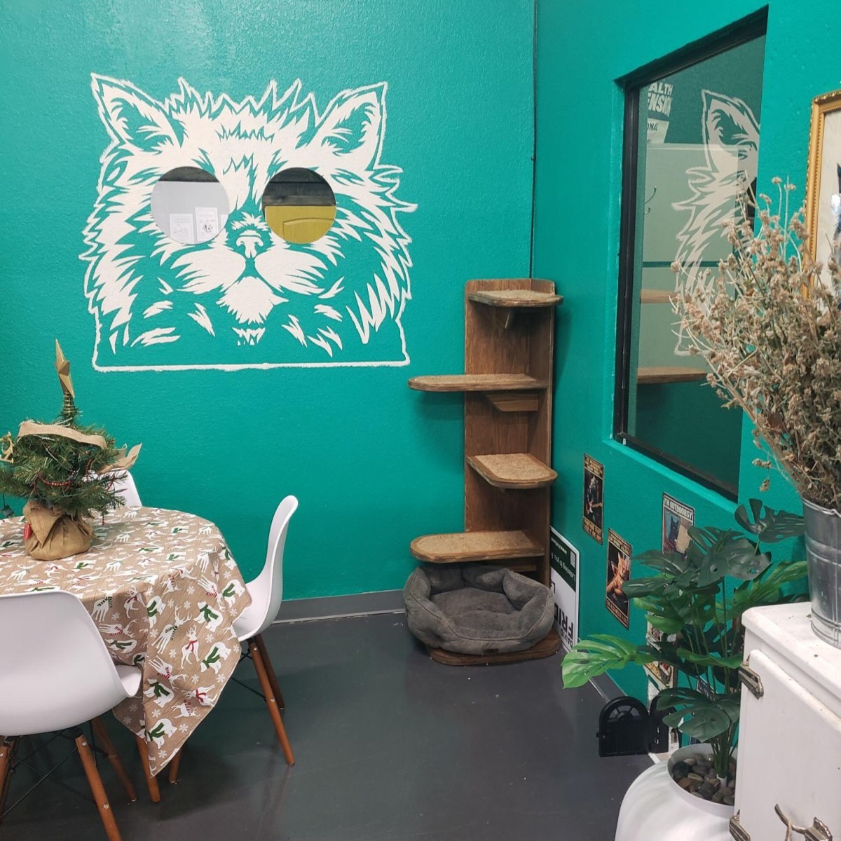 Cat Cafe in Lafayette, CO | The Happy Beast
