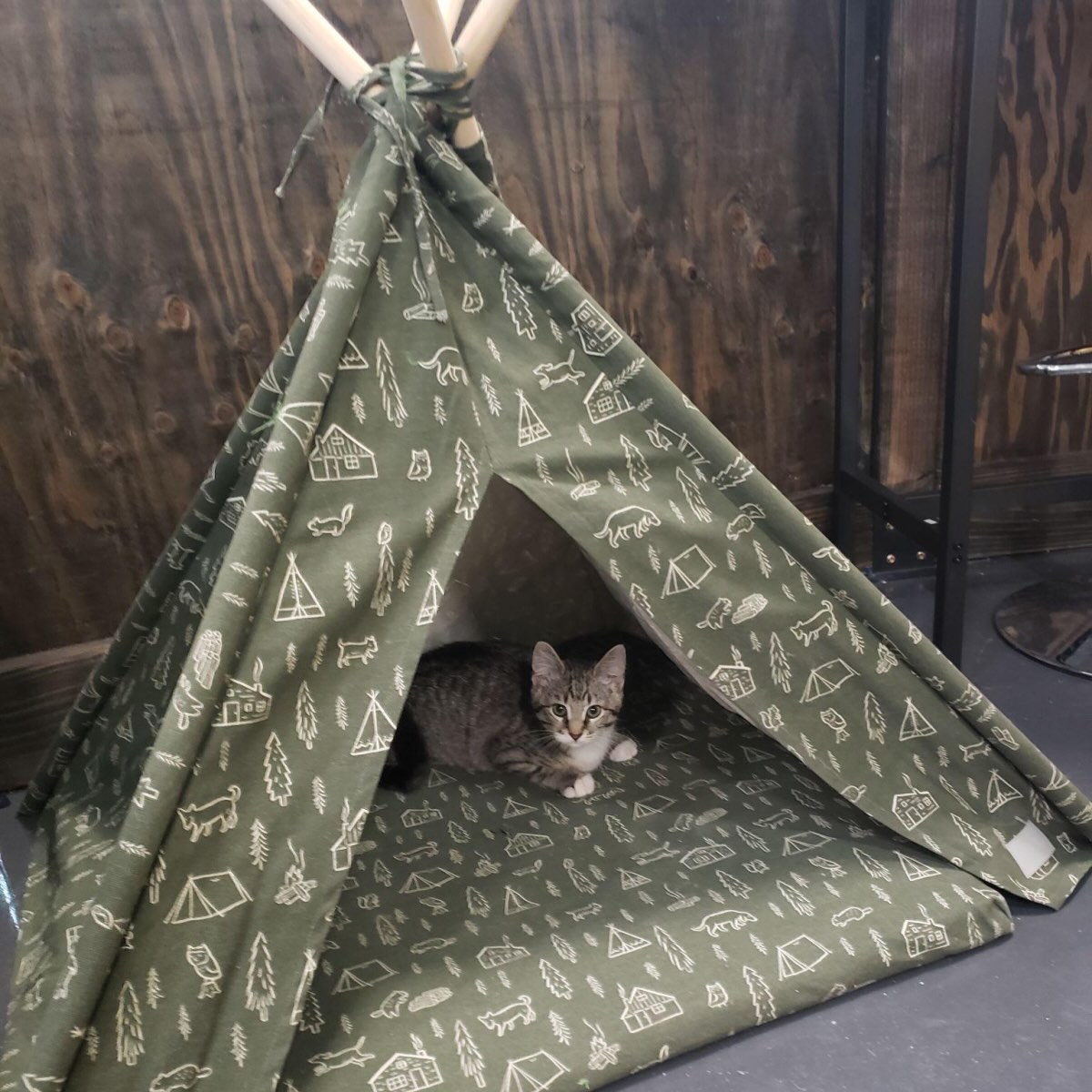 Cat Cafe in Lafayette, CO | The Happy Beast